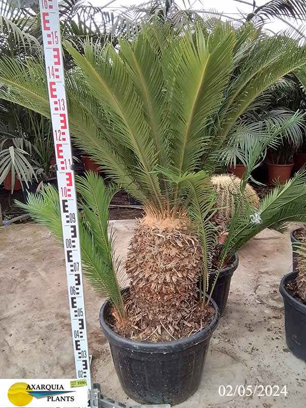 Cycas y Palmaceas / Productos - Axarquia Plants
